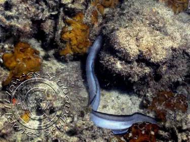 Conger Eels, Howies Scuba
